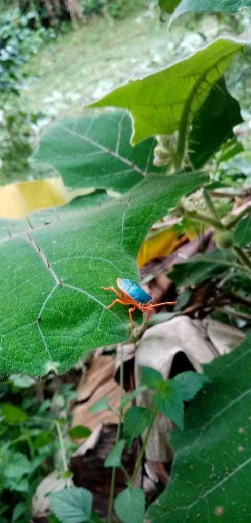 Red-bordered Stink Bug from La Mesa, Cundinamarca, Colombia on December ...