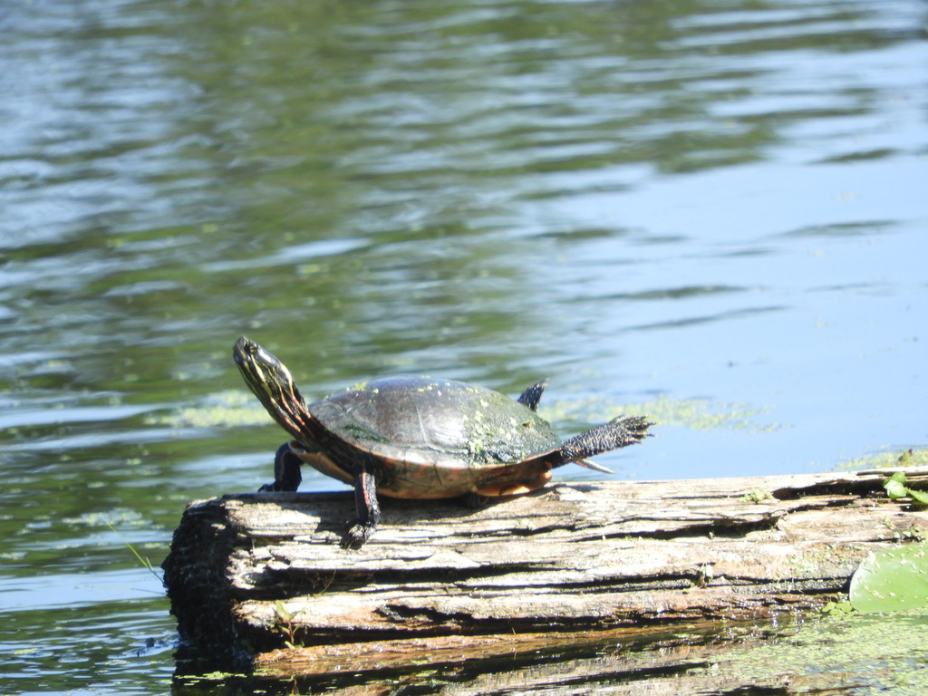 Painted Turtle from Oshkosh, WI, USA on July 17, 2020 at 09:50 AM by ...
