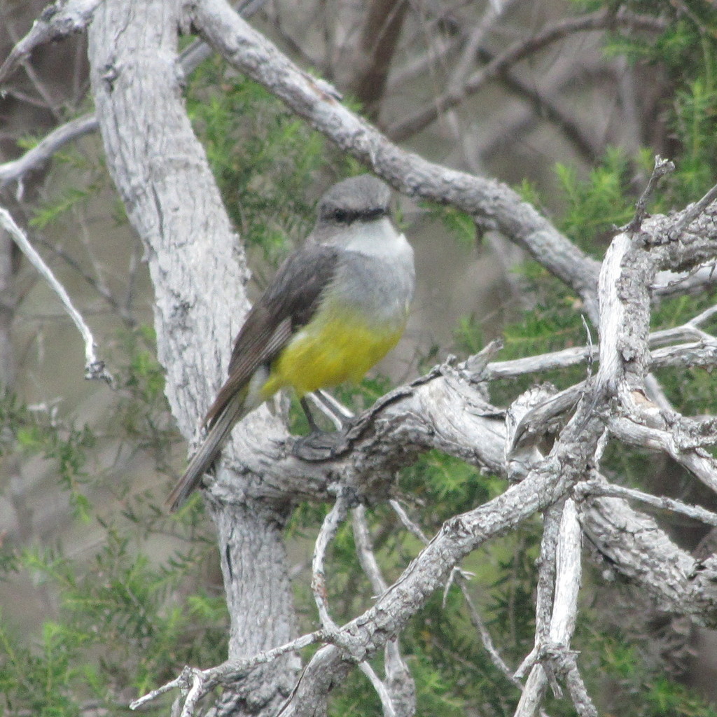 Eyre Peninsula Yellow Robin (Eopsaltria griseogularis rosinae) - Avian ...