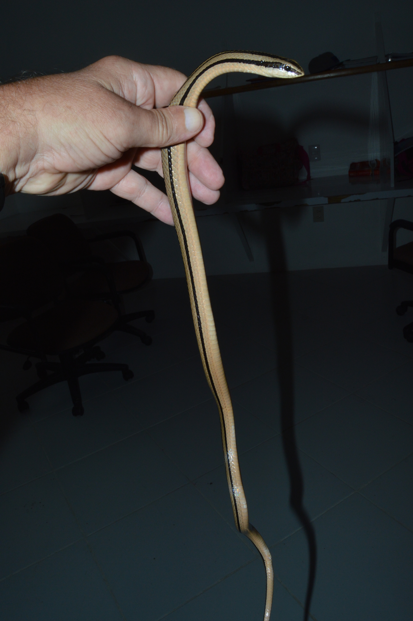 Conophis vittatus Peters, 1860