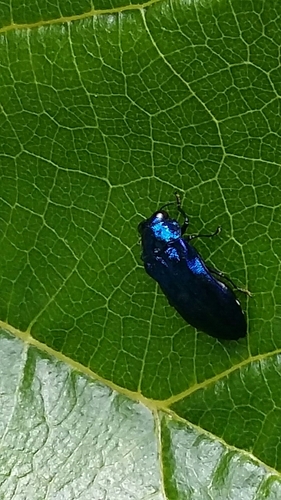 Genus Amyia · iNaturalist