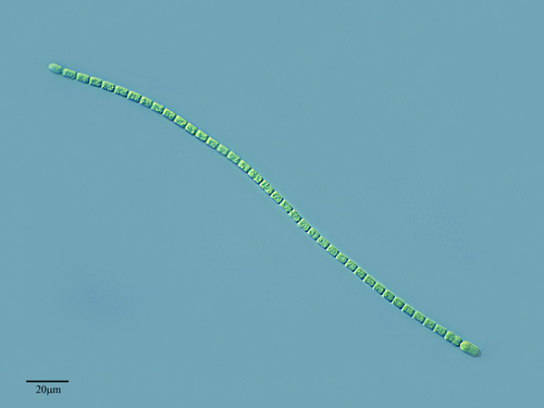 Nodularia sphaerocarpa · NaturaLista Colombia