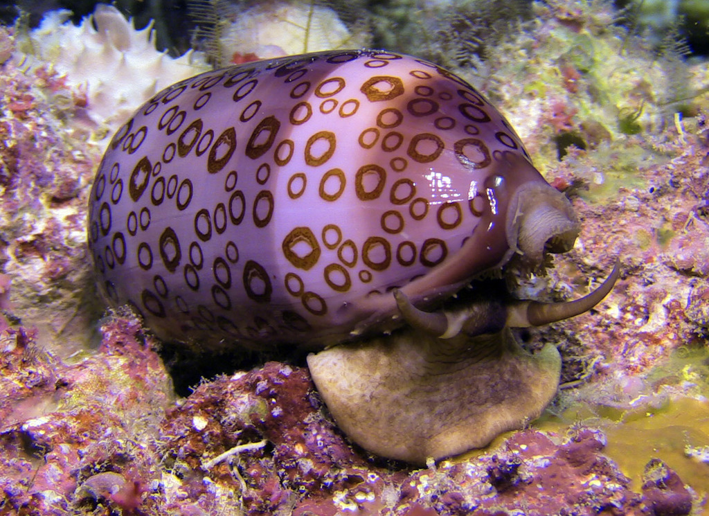 Eyed Cowrie from Kwajalein Atoll, RMI, K9 pinnacle on September 20 ...