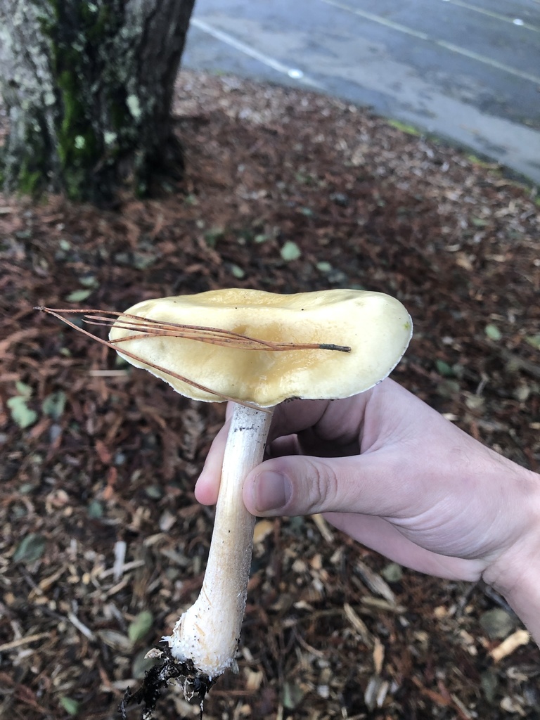 Questionable Stropharia from Humboldt State University, Arcata, CA, US ...