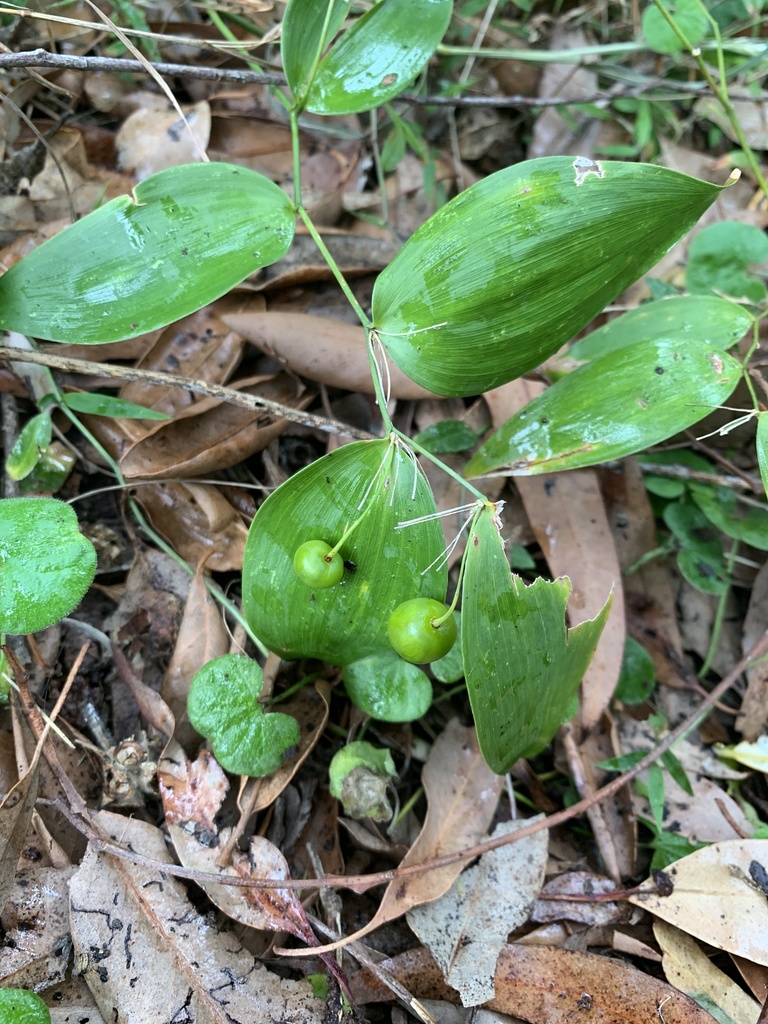 Wombat Berry from Britannia Street, Pennant Hills, NSW, AU on December ...