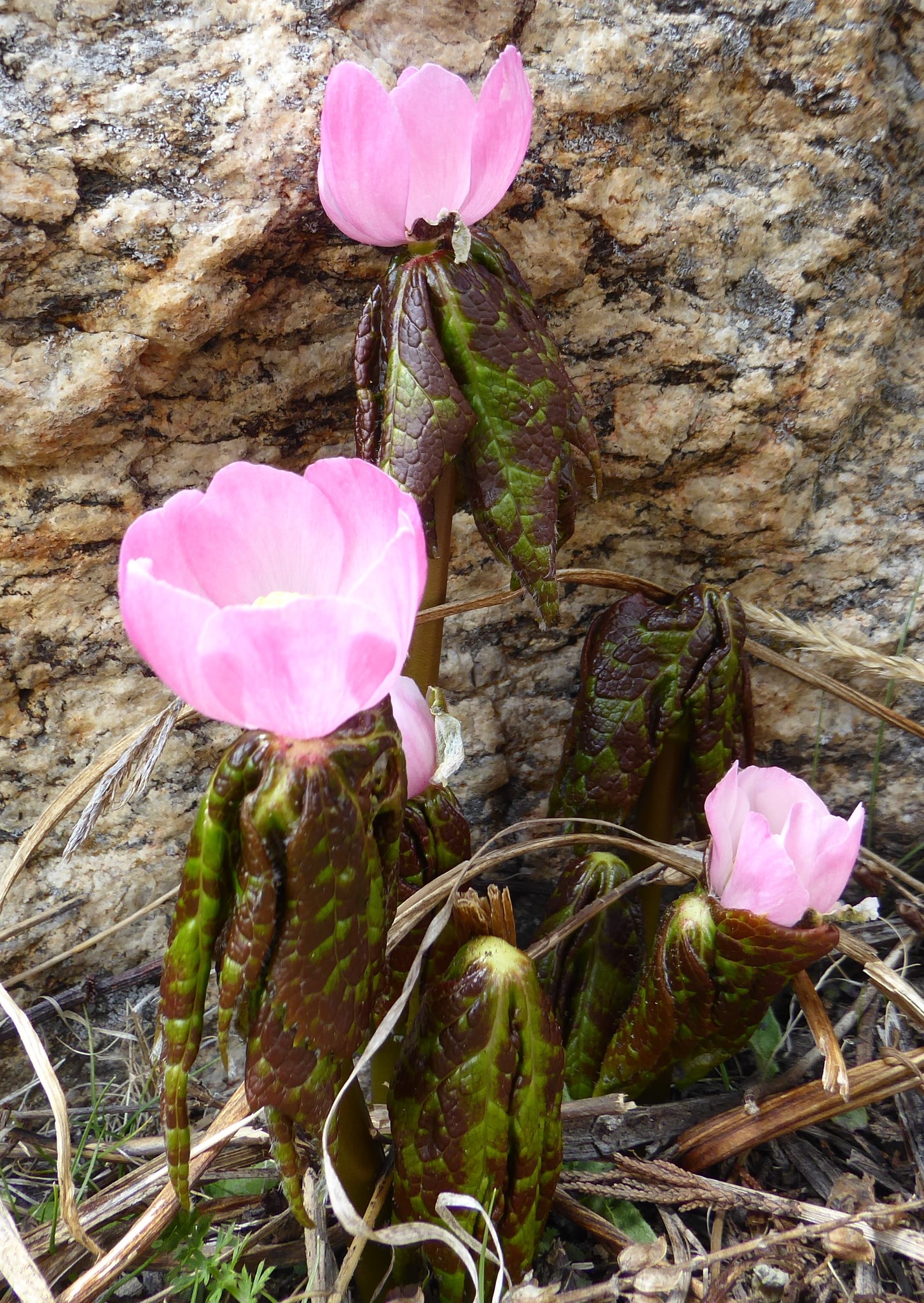 Podophyllum hexandrum Royle