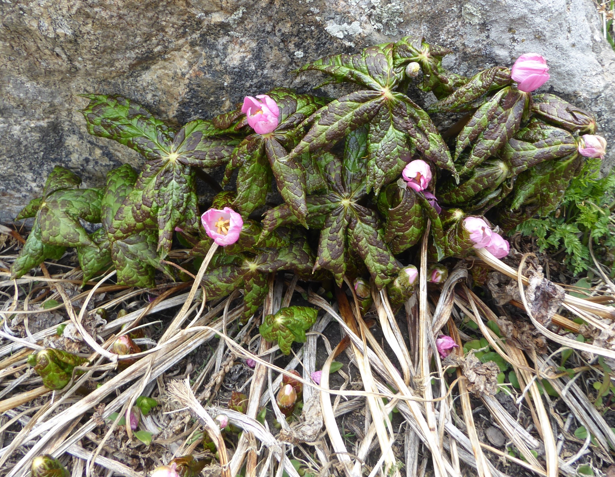 Podophyllum hexandrum Royle