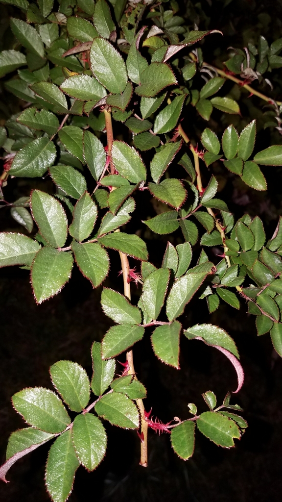 Multiflora Rose (Deer Grove Natural Areas Volunteers Invasive Species ...