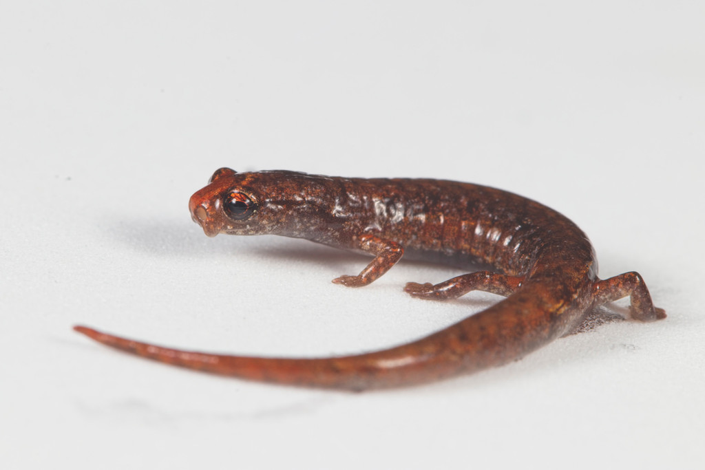 Salamandra enana de la Sierra Madre Oriental (Guía de plantas en ...