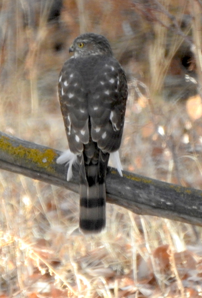 Sharp-shinned Hawk from Bannock County, ID, USA on December 6, 2020 at ...