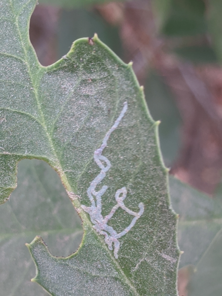 Marmara from Orange, CA 92869, USA on December 17, 2020 at 08:28 AM by ...