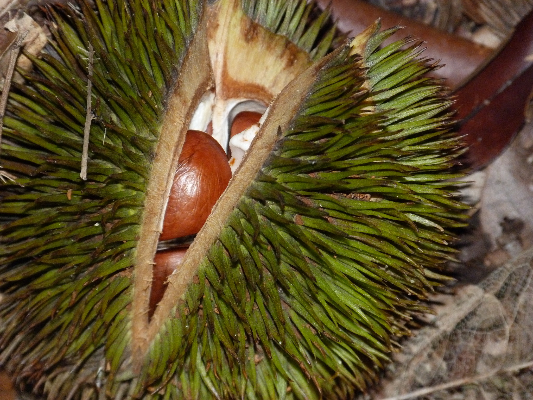 Cullenia exarillata A.Robyns