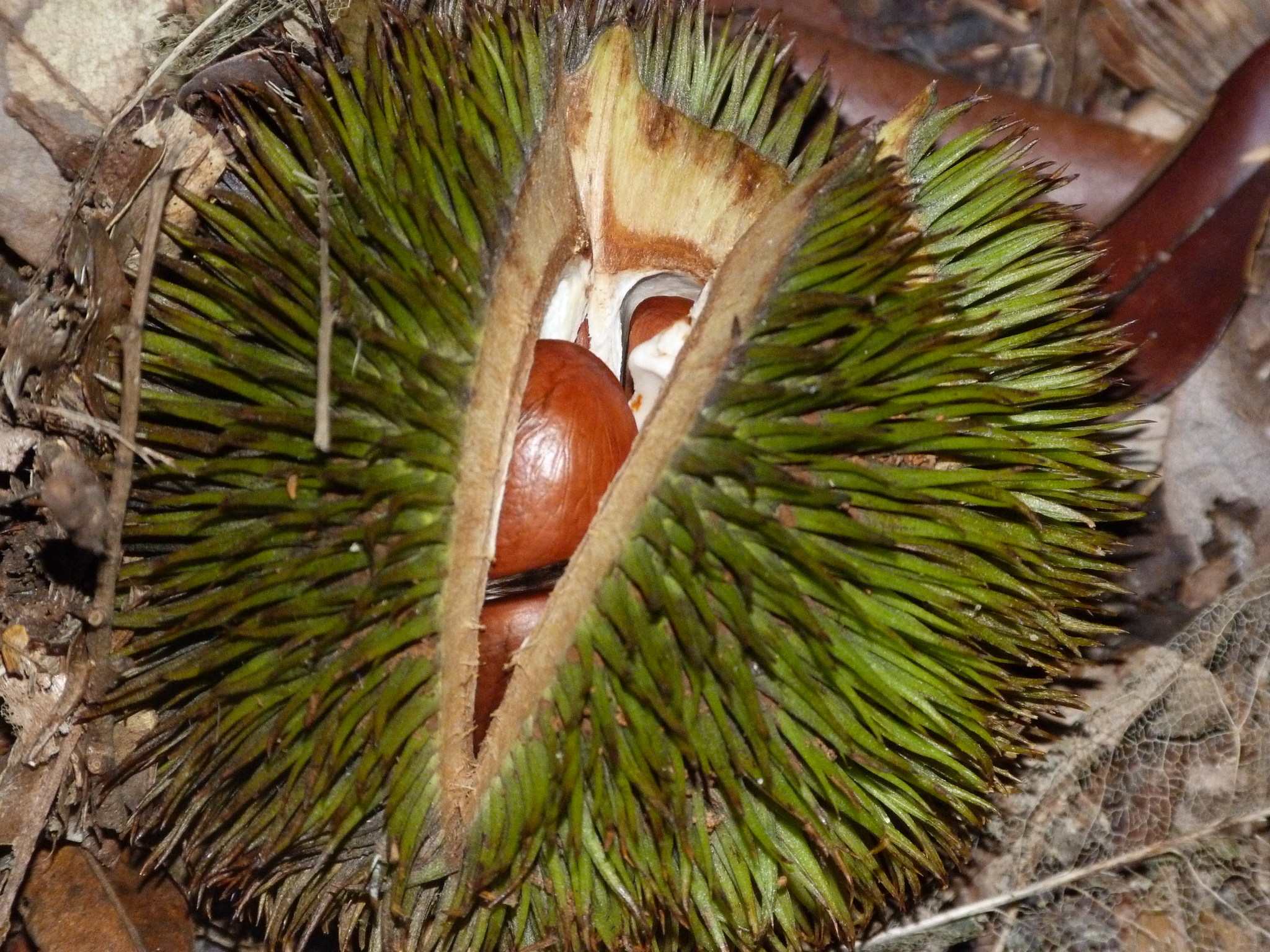 Cullenia exarillata A.Robyns