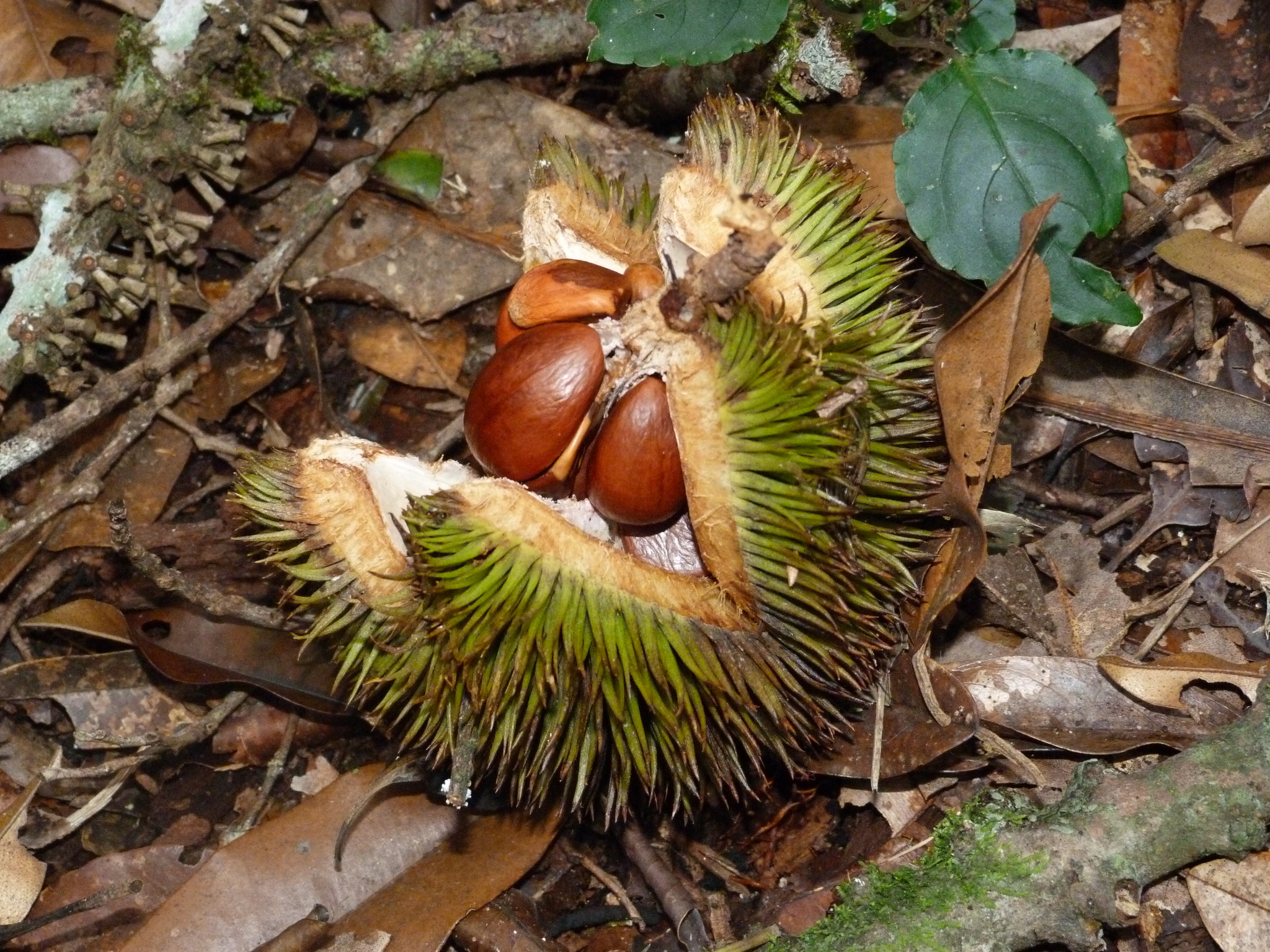 Cullenia exarillata A.Robyns
