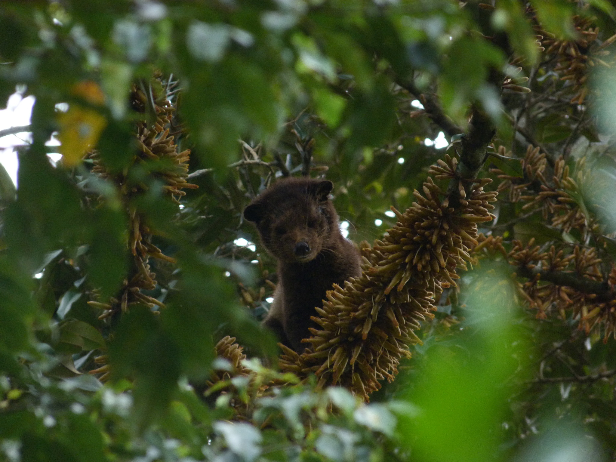 Cullenia exarillata A.Robyns
