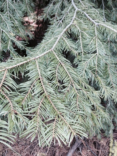 white fir (Plants of Jackson Lake State Park) · iNaturalist