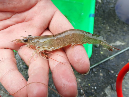 Greasyback Shrimp (Metapenaeus ensis) · iNaturalist