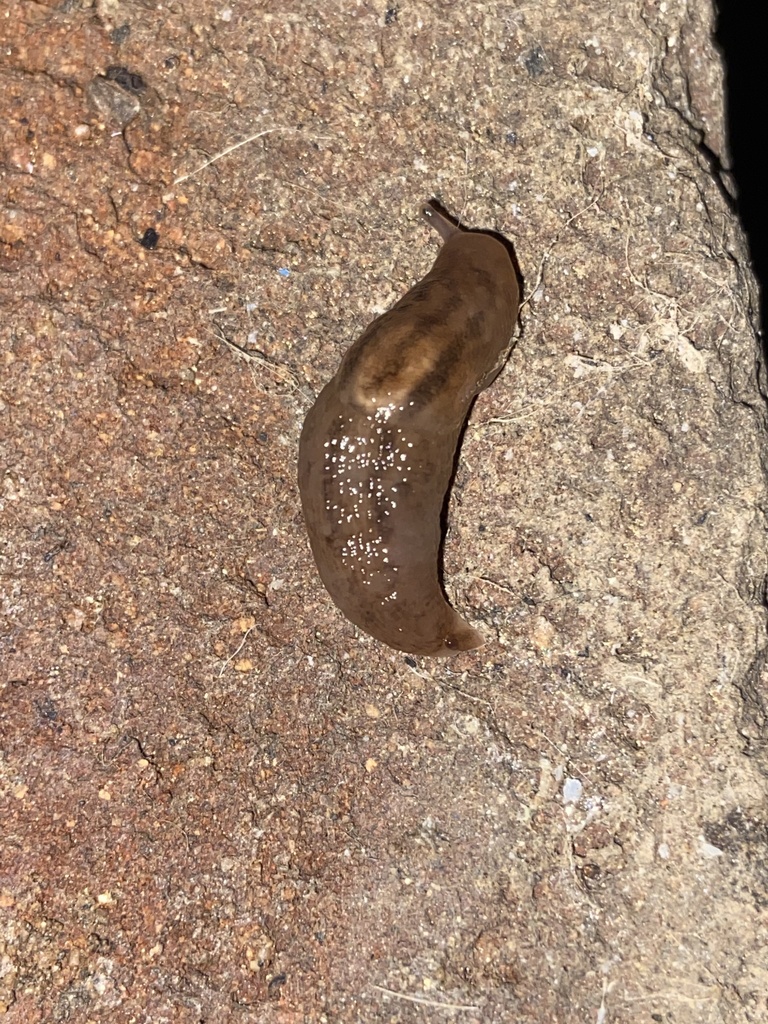 Threeband Slugs from Calle Manzanilla, Ensenada, BC , MX on December 18 ...