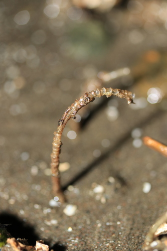 Subspecies Spiochaetopterus costarum pottsi · iNaturalist