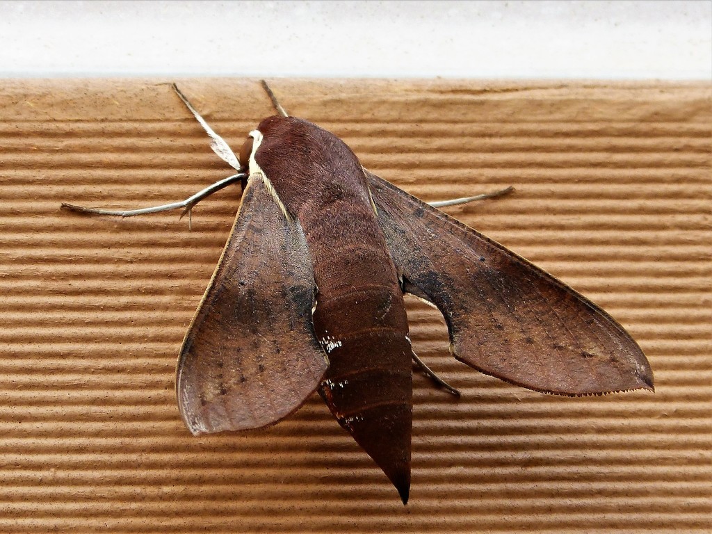Coprosma Hawk Moth in December 2020 by marielaurenceo. Active at night ...