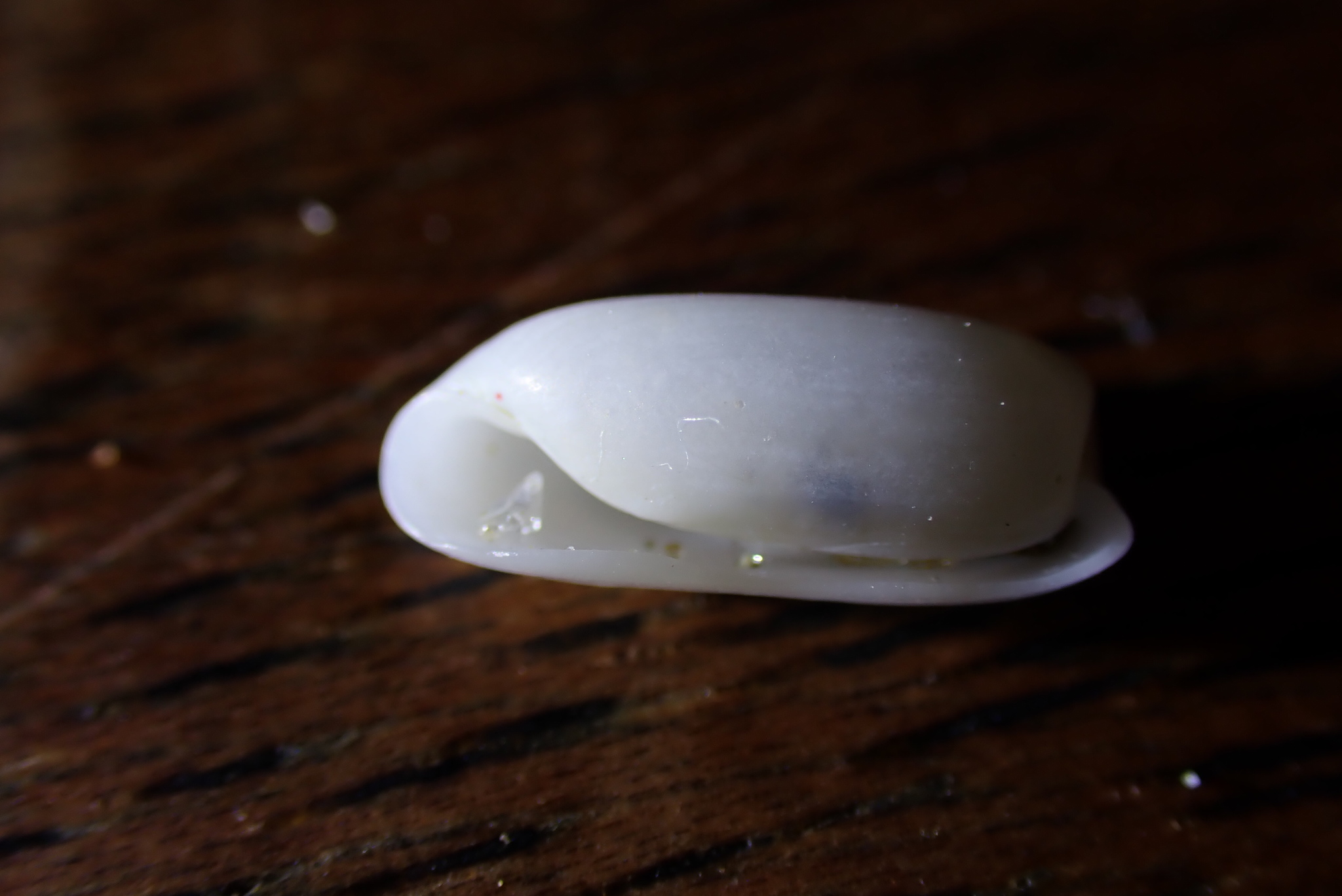 Cylichna thetidis Hedley, 1903