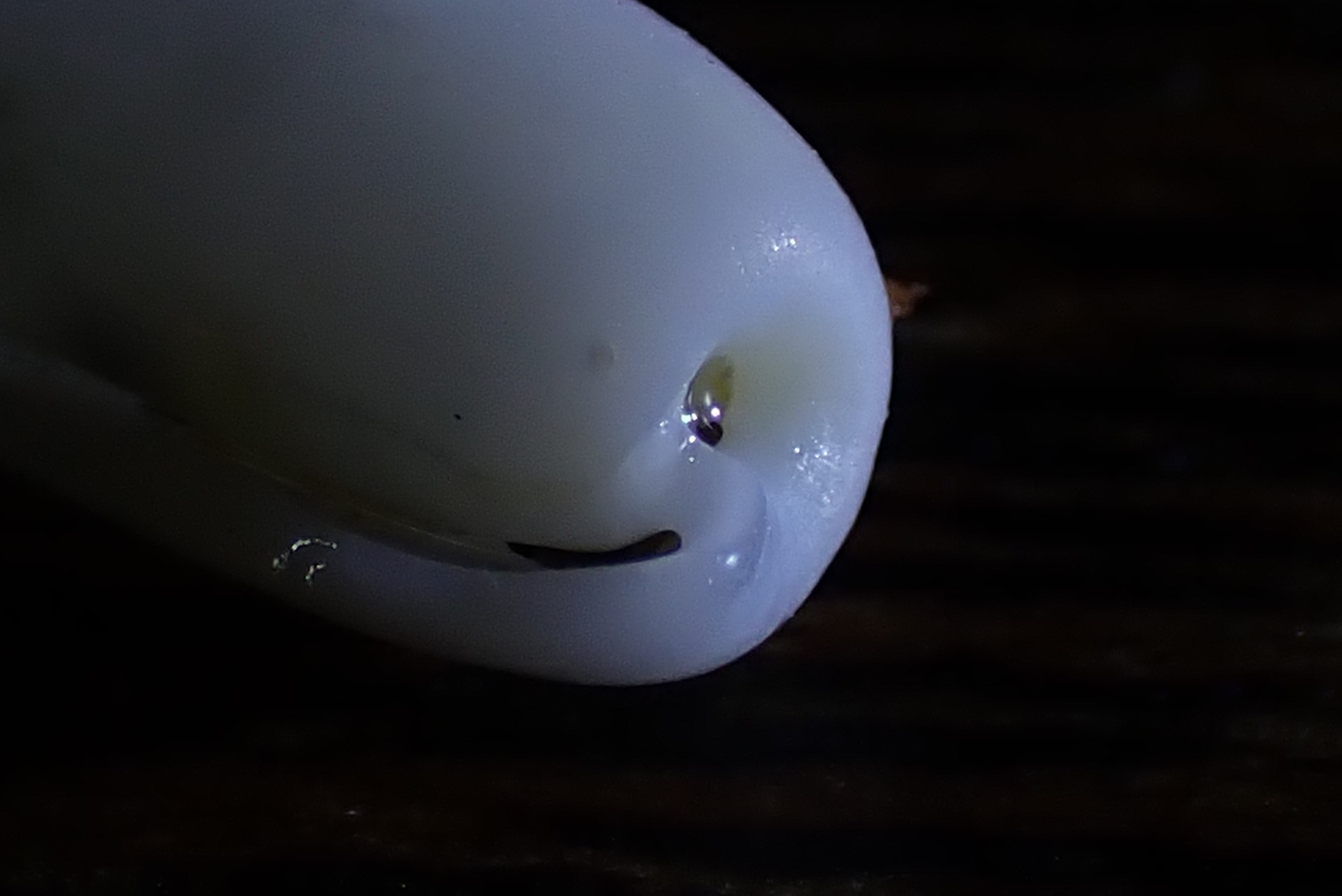 Cylichna thetidis Hedley, 1903