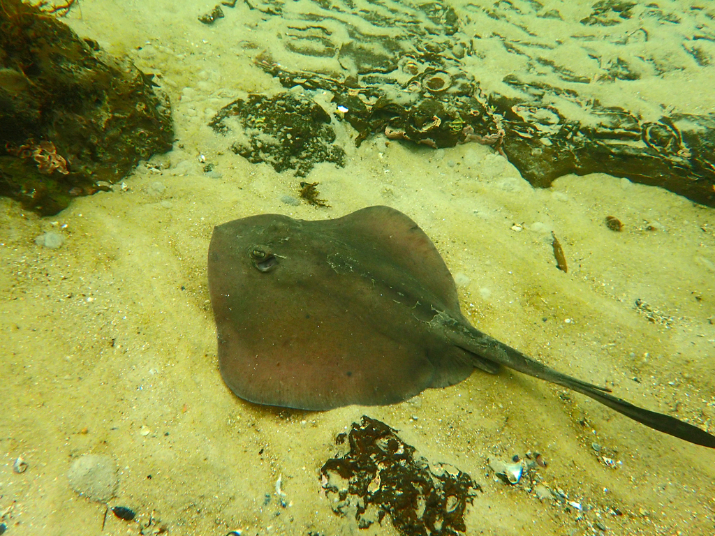 Eastern Shovelnose Stingaree (Trygonoptera imitata) - Marine Life ...