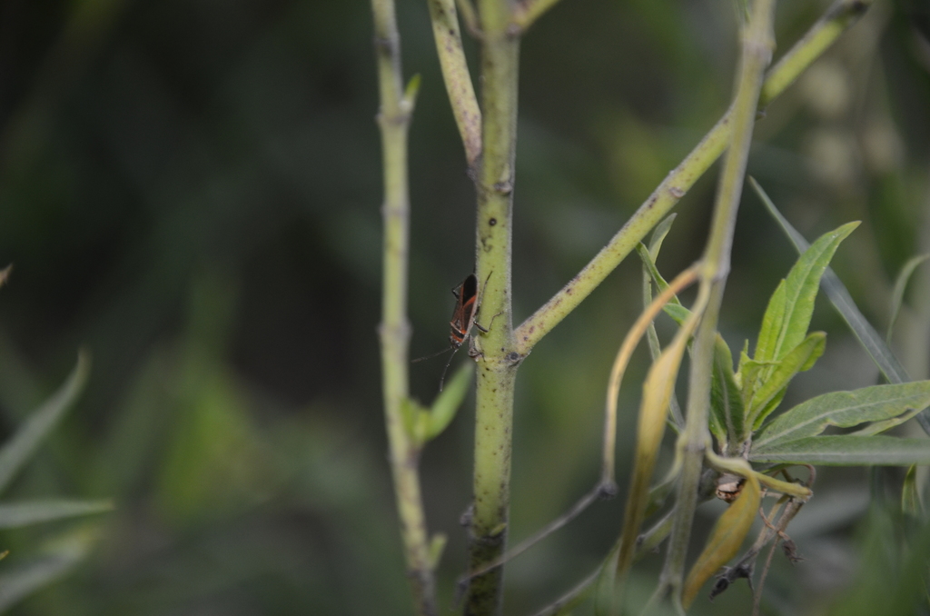 Swan plant seed bug in December 2020 by Matilda · iNaturalist