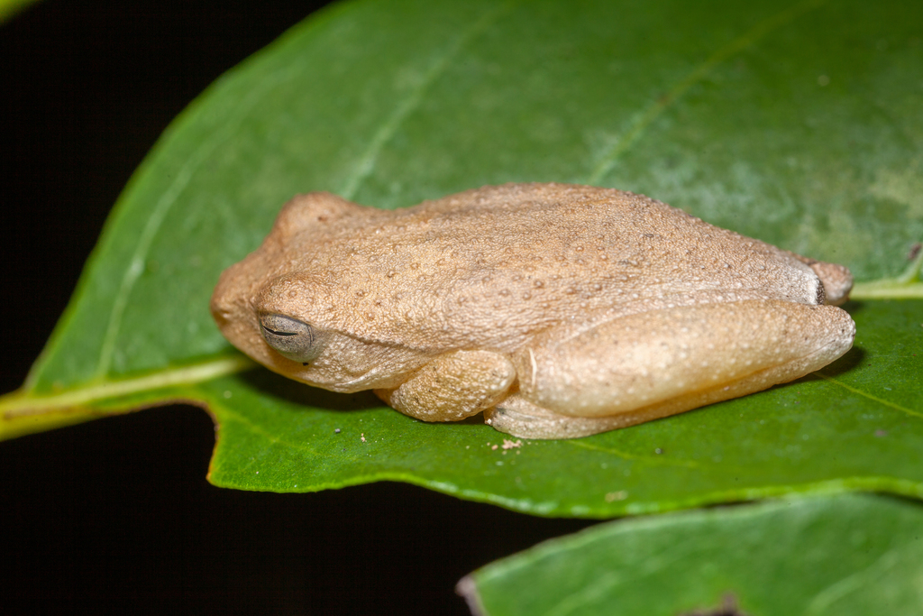 Doria's Tree Frog from Nong Bua Lam Phu, Thailand on October 24, 2020 ...