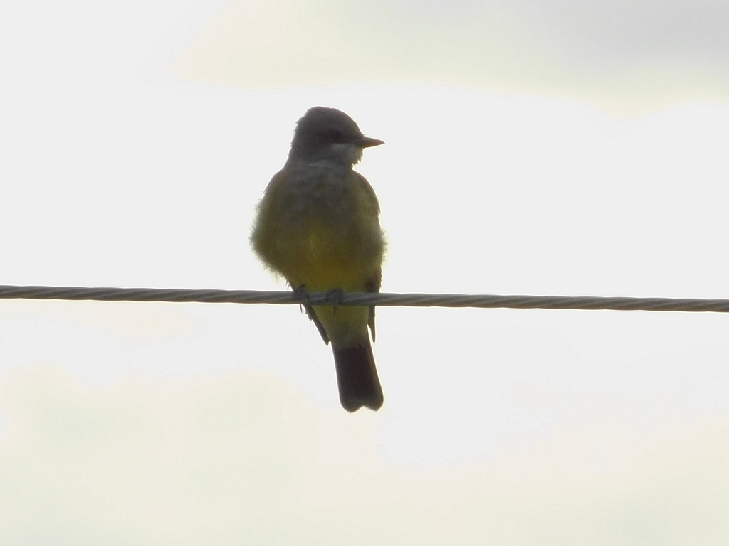 Tirano Chibiú desde Mapimí, Dgo., México el 25 de septiembre de 2017 a ...