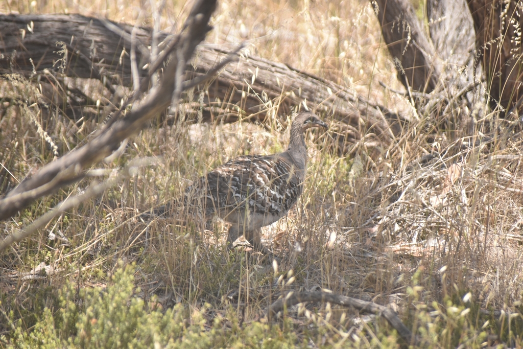 Malleefowl from Ngarkat Conservation Park on December 15, 2020 at 07:36 ...