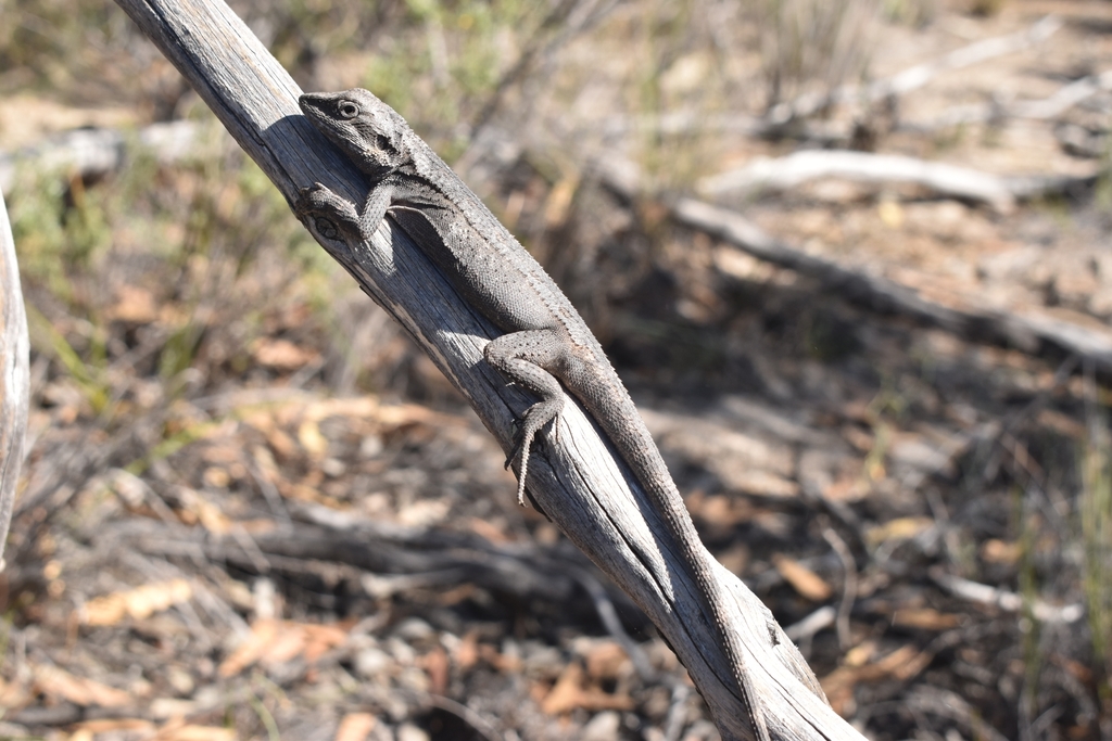 Mallee Tree Dragon from Ngarkat Conservation Park on December 11, 2020 ...