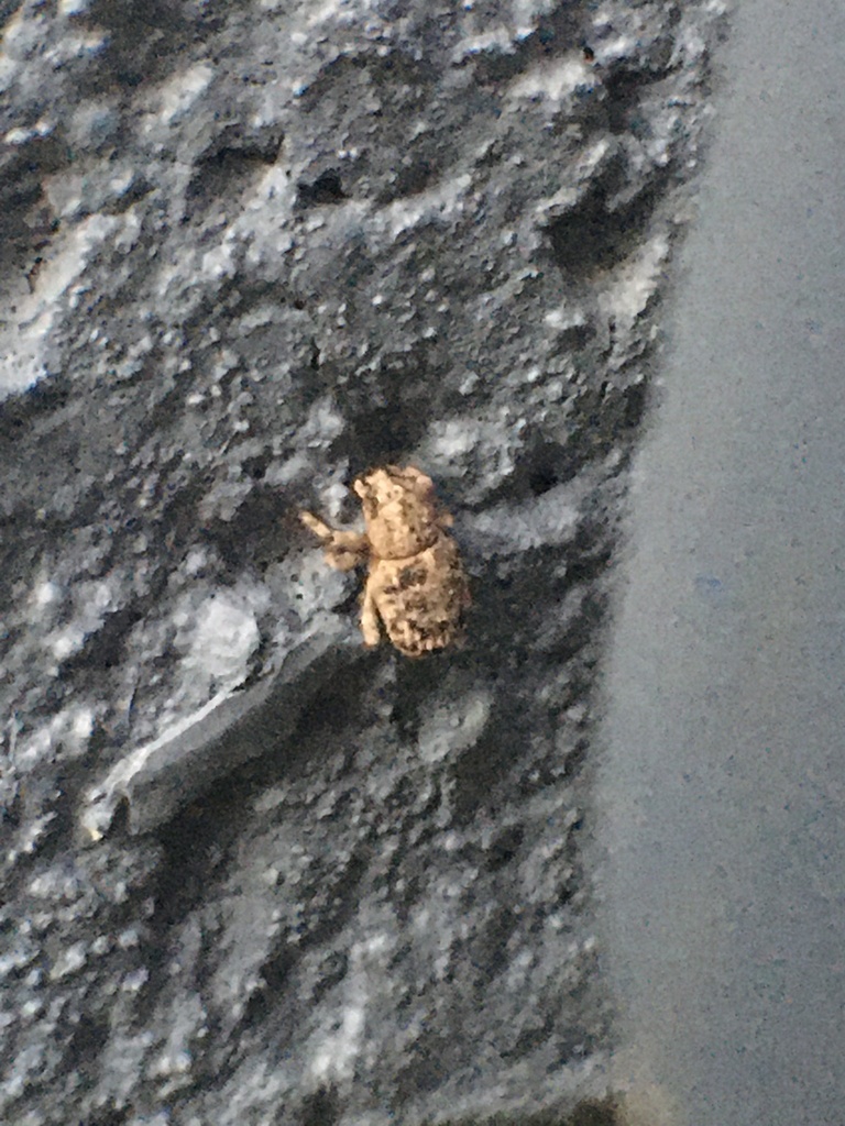 True Weevils from Hollywood Avenue, Bellmere, QLD, AU on December 17 ...