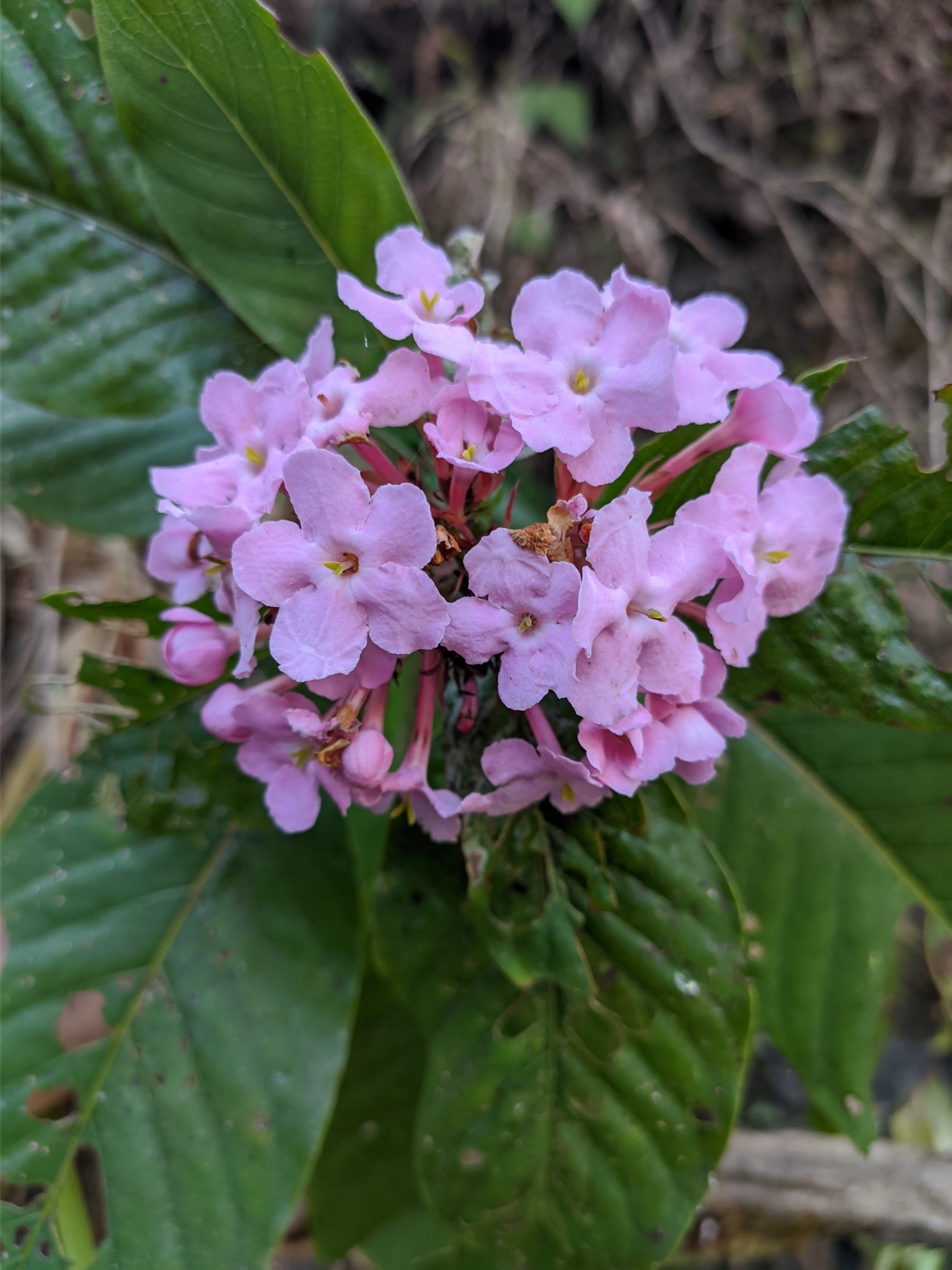 Luculia gratissima (Wall.) Sweet