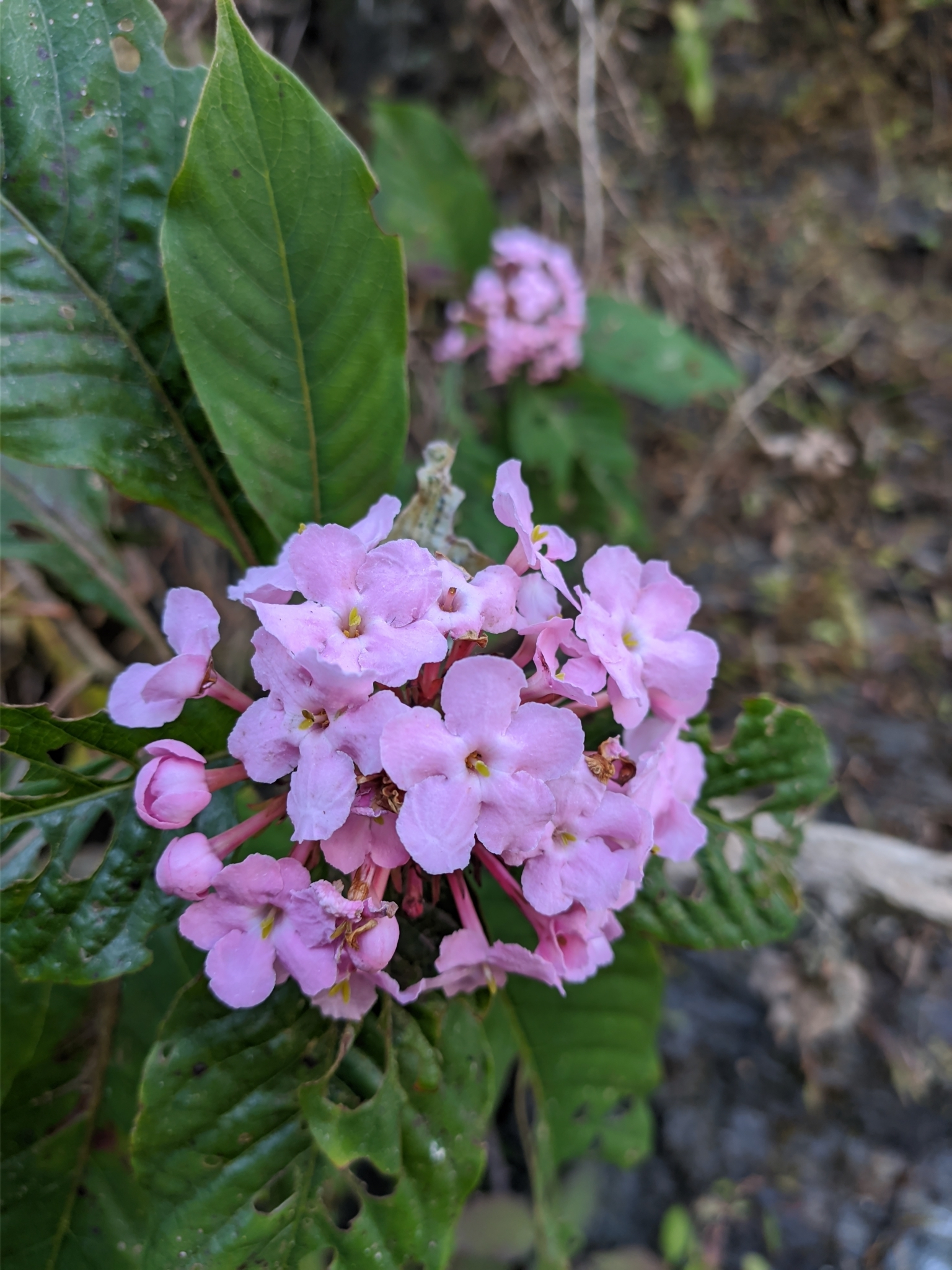Luculia gratissima (Wall.) Sweet