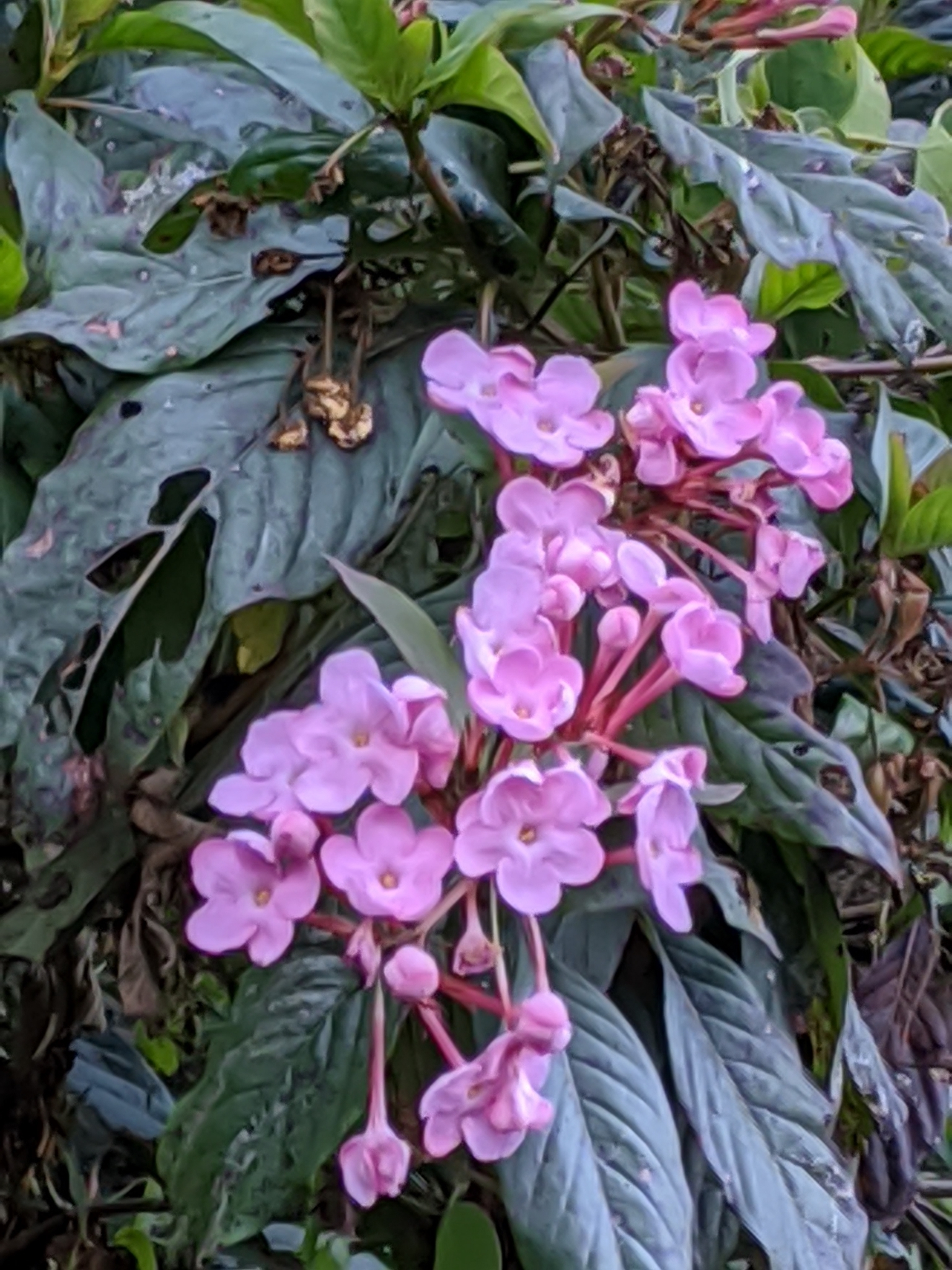 Luculia gratissima (Wall.) Sweet