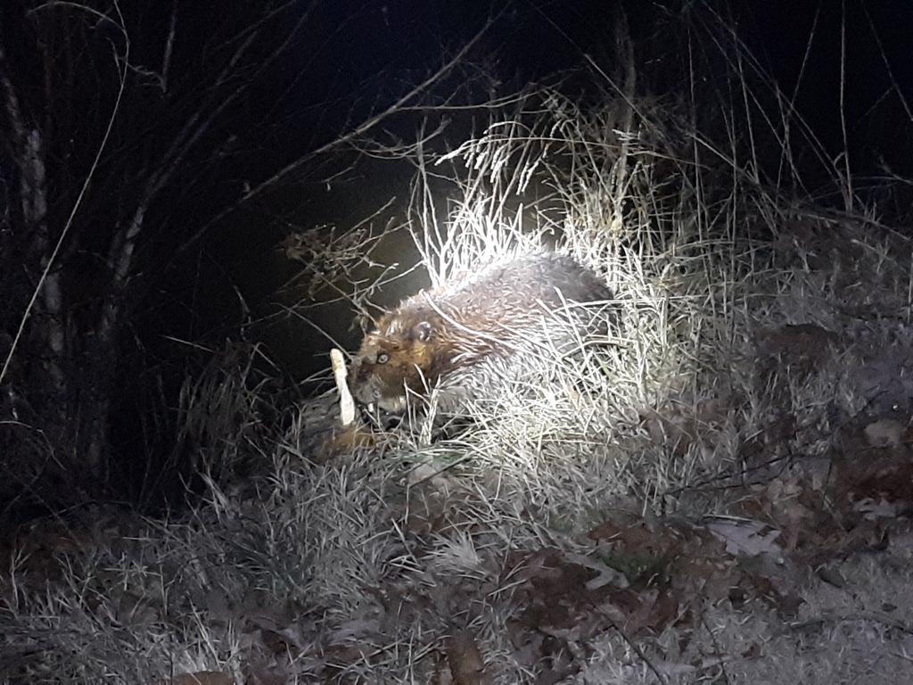 American Beaver from Sandy River Reservoir, Prince Edward County ...