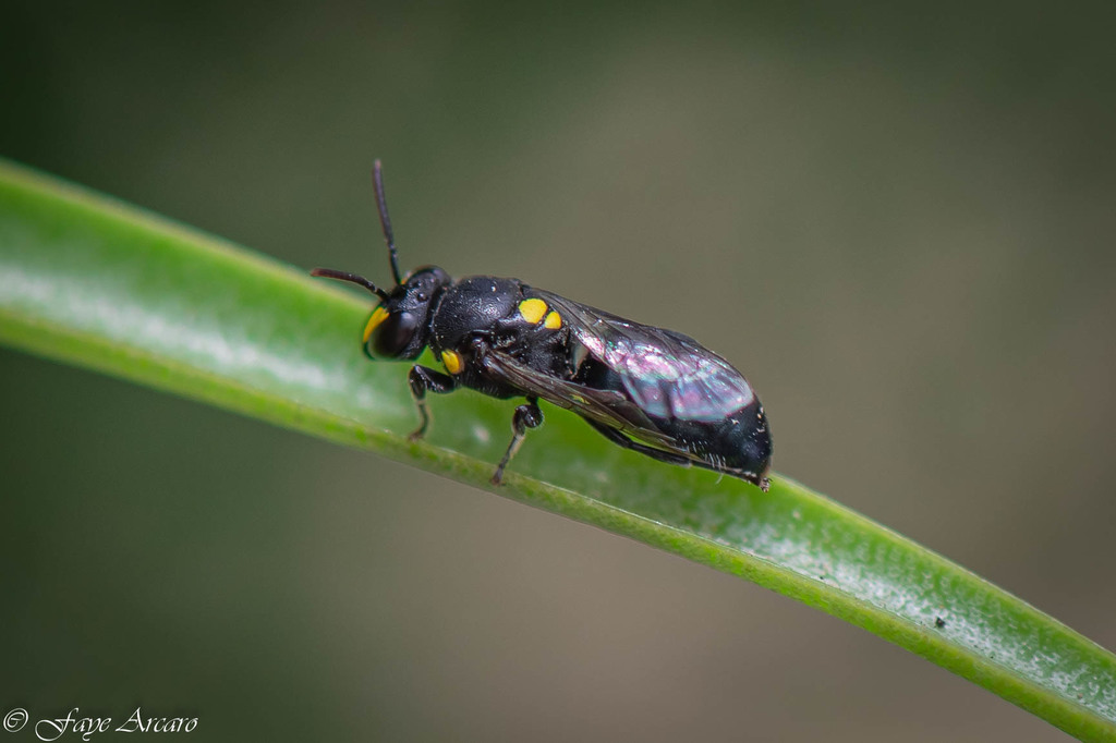 Violaceous Masked Bee (Native Bees of South Australia) · iNaturalist ...