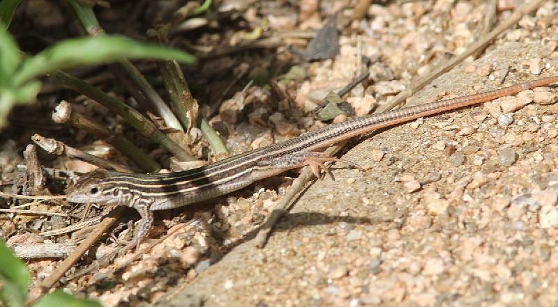 Common Spotted Whiptail from Cameron County, TX, USA on October 31 ...