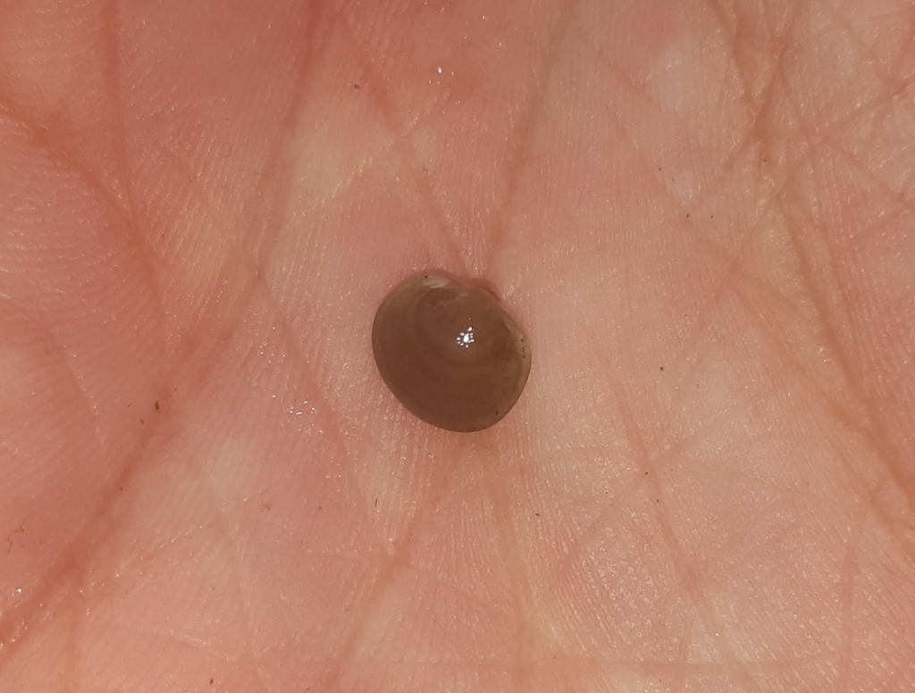 Musculium from Creek Road, Greensville County, Virginia, USA on ...