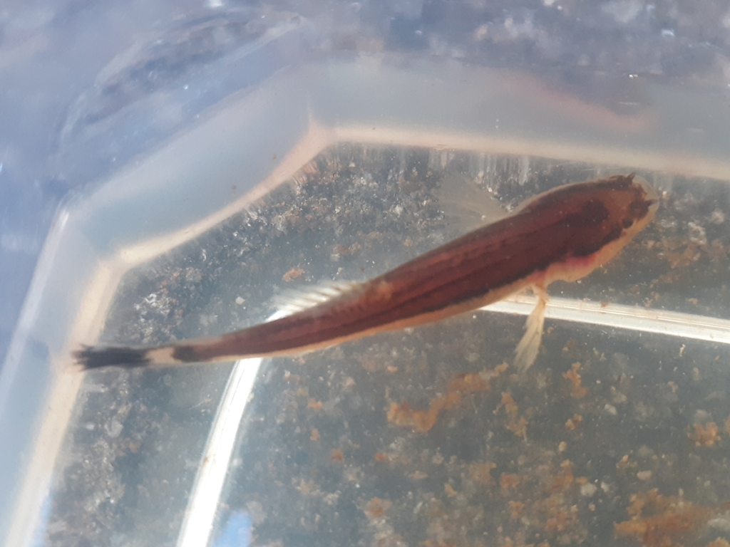 Swampfish (Chologaster cornuta) - Marine Life Identification