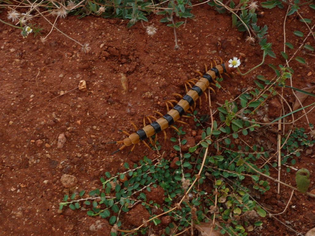 Indian Tiger Centipede from Tirunelveli, Tamil Nadu, India on September ...