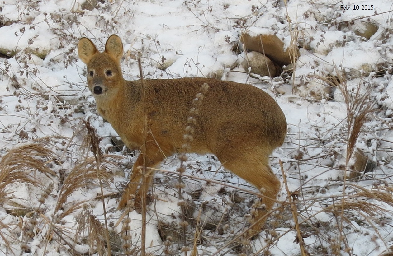 Korean Water Deer