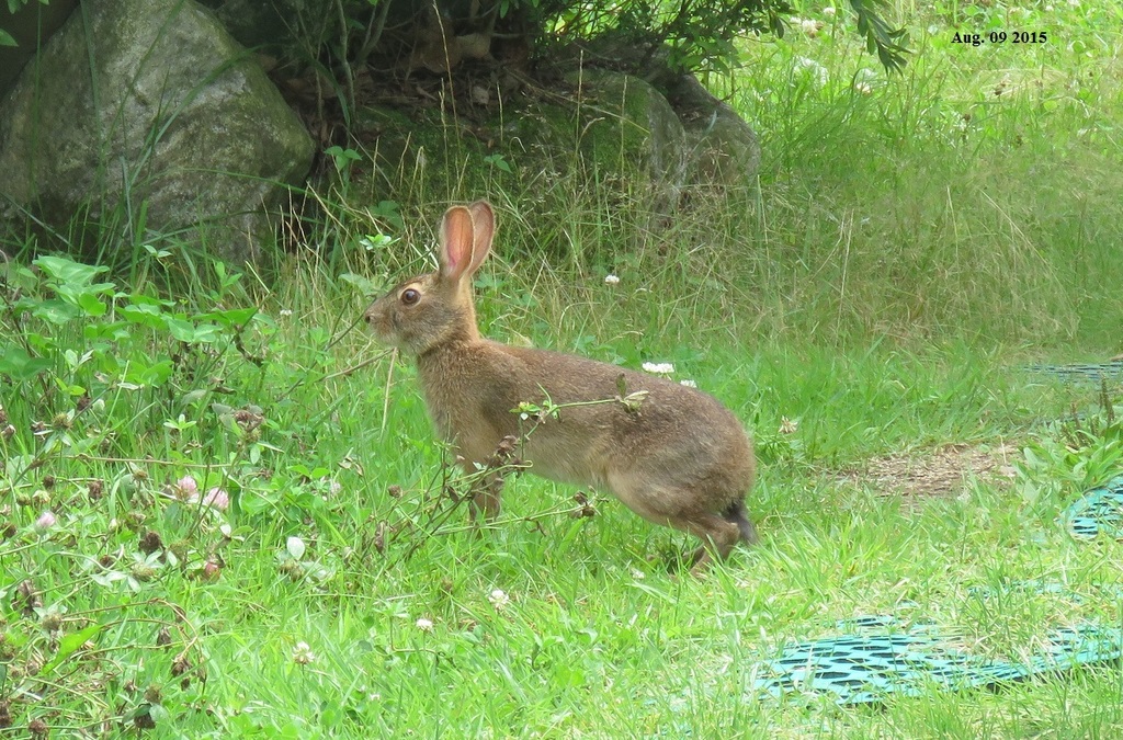 Korean Hare (Lepus coreanus) - Know Your Mammals