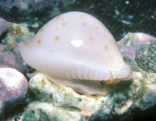 Maui chickpea cowrie (Pustularia mauiensis) · iNaturalist