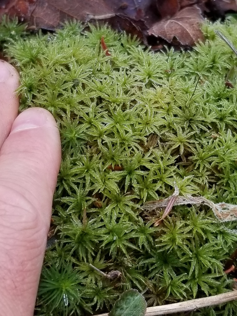 Wavy Starburst Moss from Algoma District, ON, Canada on November 29 ...