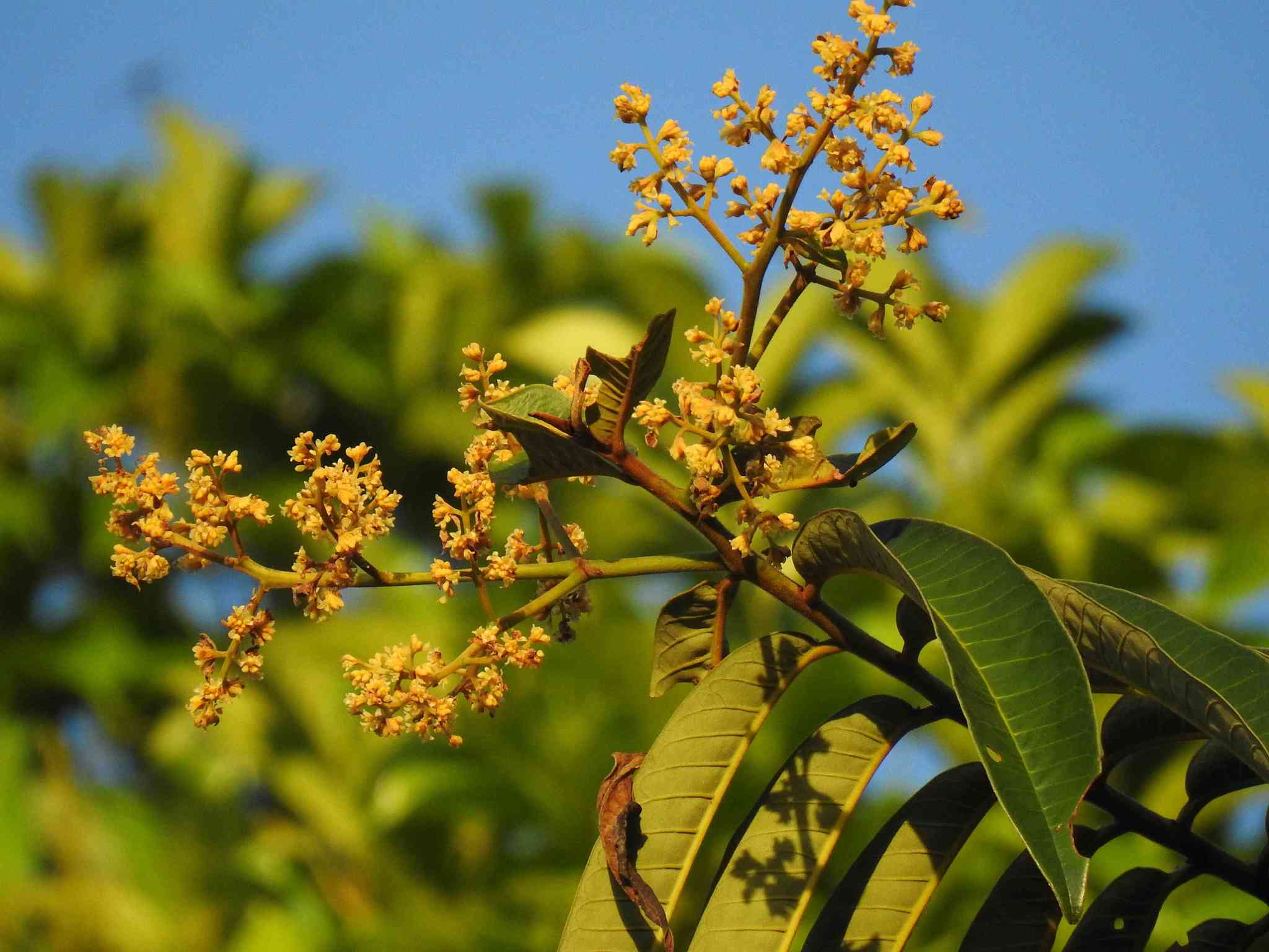 Virola surinamensis (Rol.) Warb.