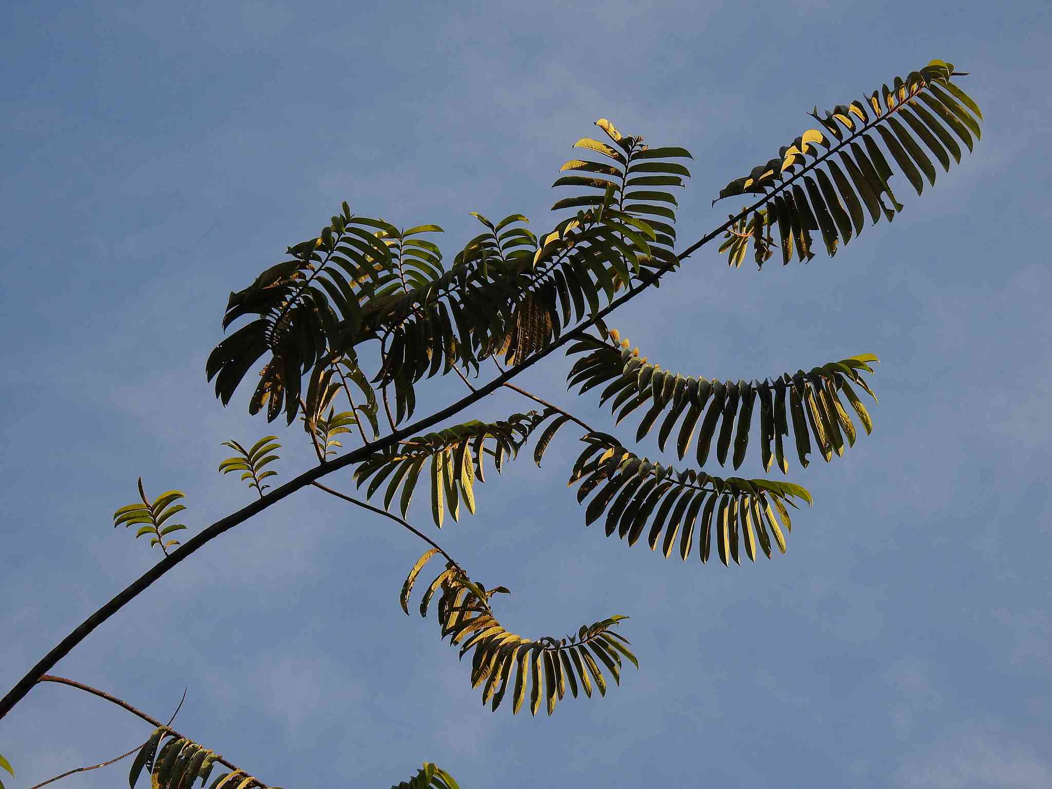 Virola surinamensis (Rol.) Warb.