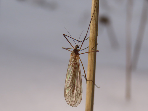 Trichocera major · iNaturalist