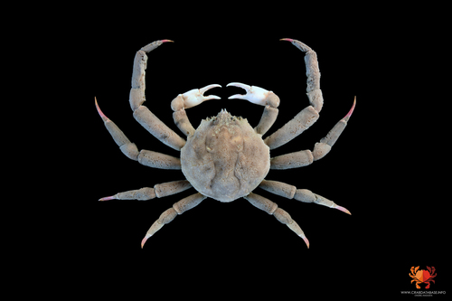 Doclea ovis · iNaturalist